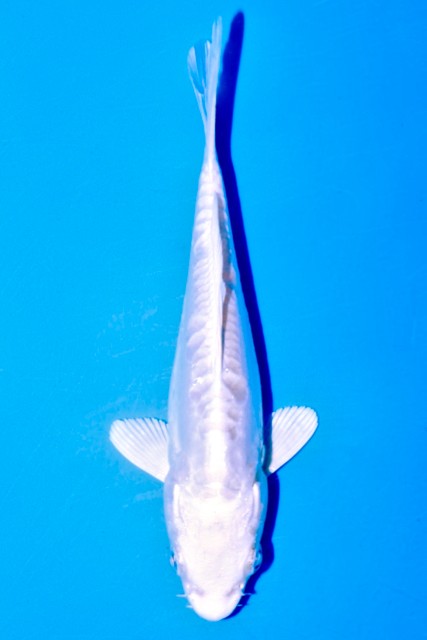 Koi-Auktion: Koi DOITSU PLATINUM