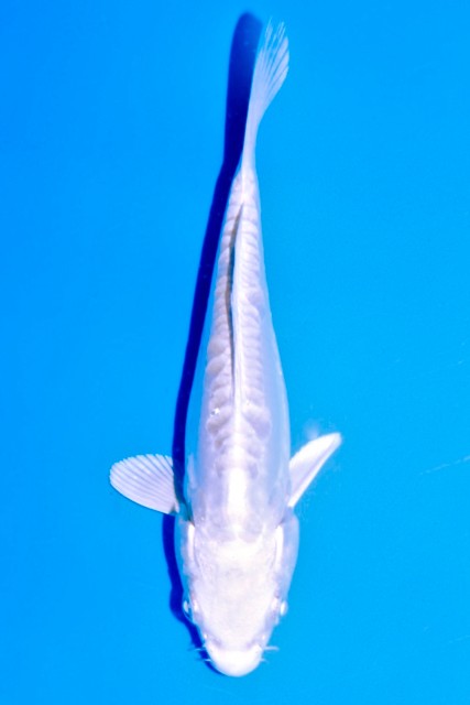 Koi-Auktion: Koi DOITSU PLATINUM