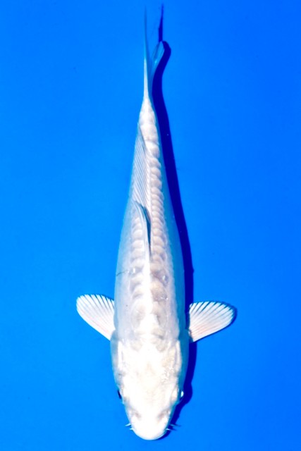 Koi-Auktion: Koi DOITSU PLATINUM