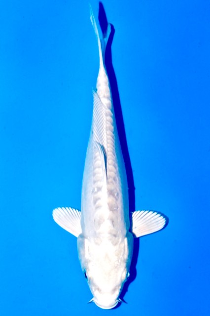 Koi-Auktion: Koi DOITSU PLATINUM