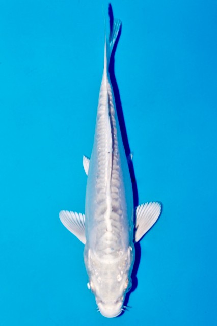 Koi-Auktion: Koi DOITSU PLATINUM