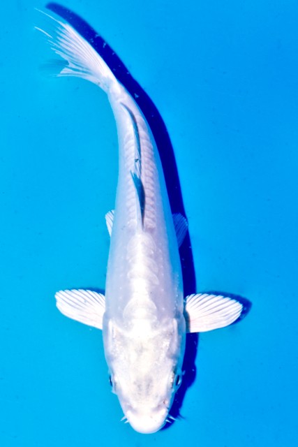 Koi-Auktion: Koi DOITSU PLATINUM