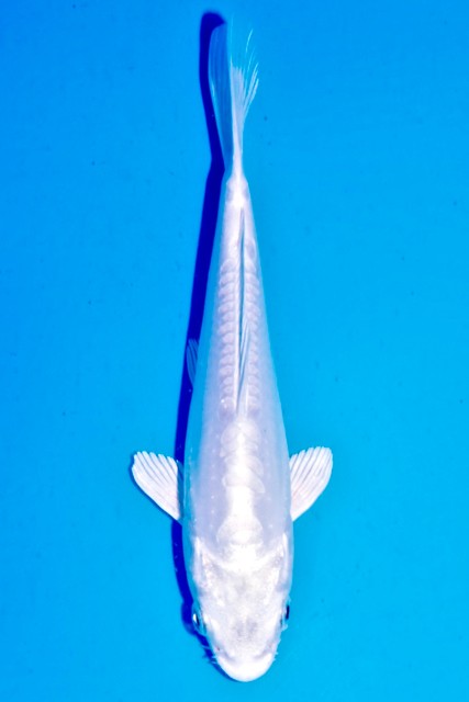 Koi-Auktion: Koi DOITSU PLATINUM