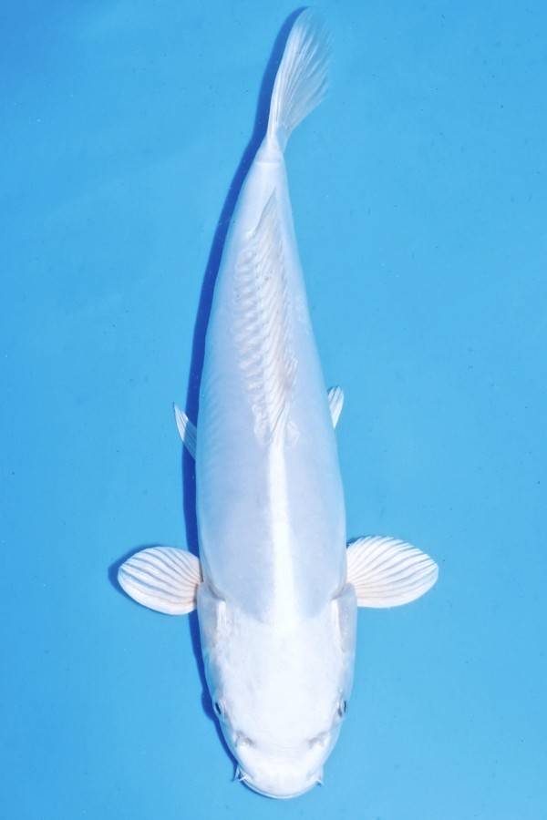 Koi-Auktion: Koi DOITSU PLATINUM