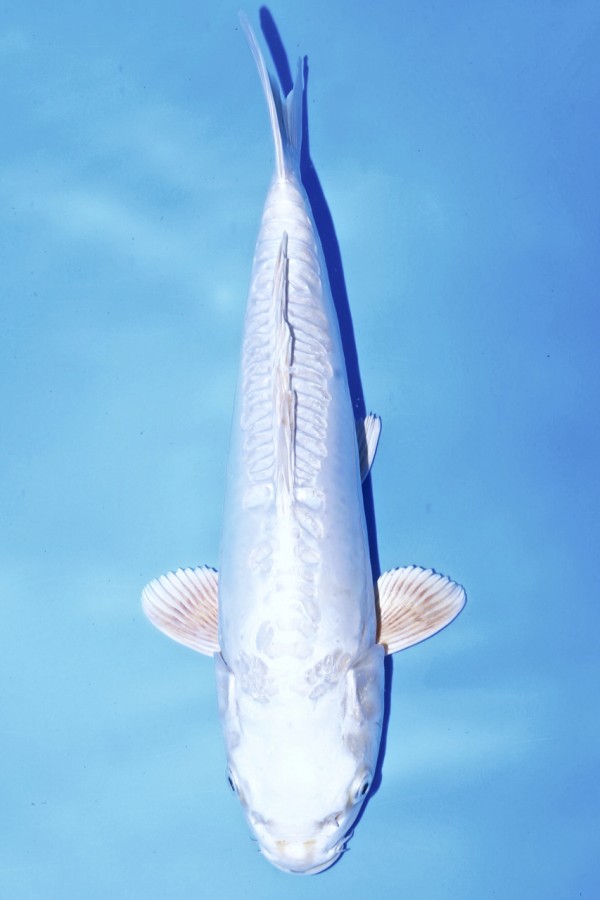 Koi-Auktion: Koi DOITSU PLATINUM