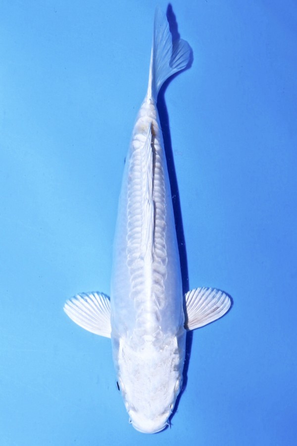 Koi-Auktion: Koi DOITSU PLATINUM