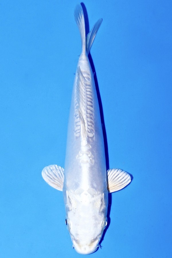 Koi-Auktion: Koi DOITSU PLATINUM