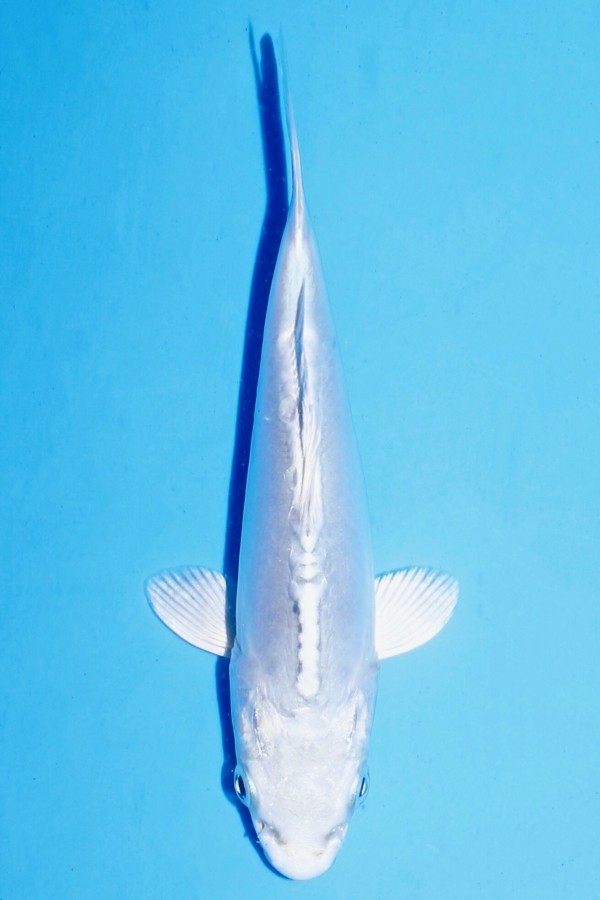 Koi-Auktion: Koi DOITSU PLATINUM