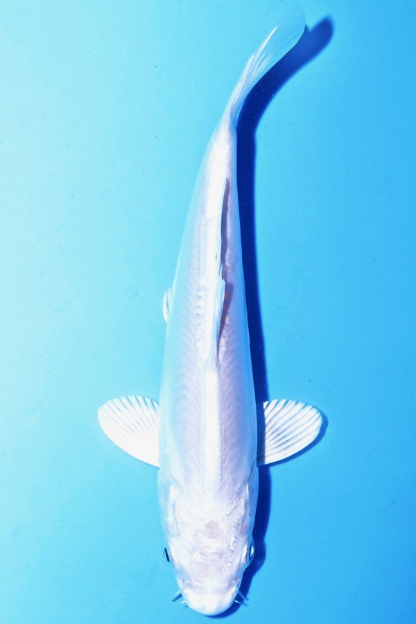 Koi-Auktion: Koi DOITSU PLATINUM