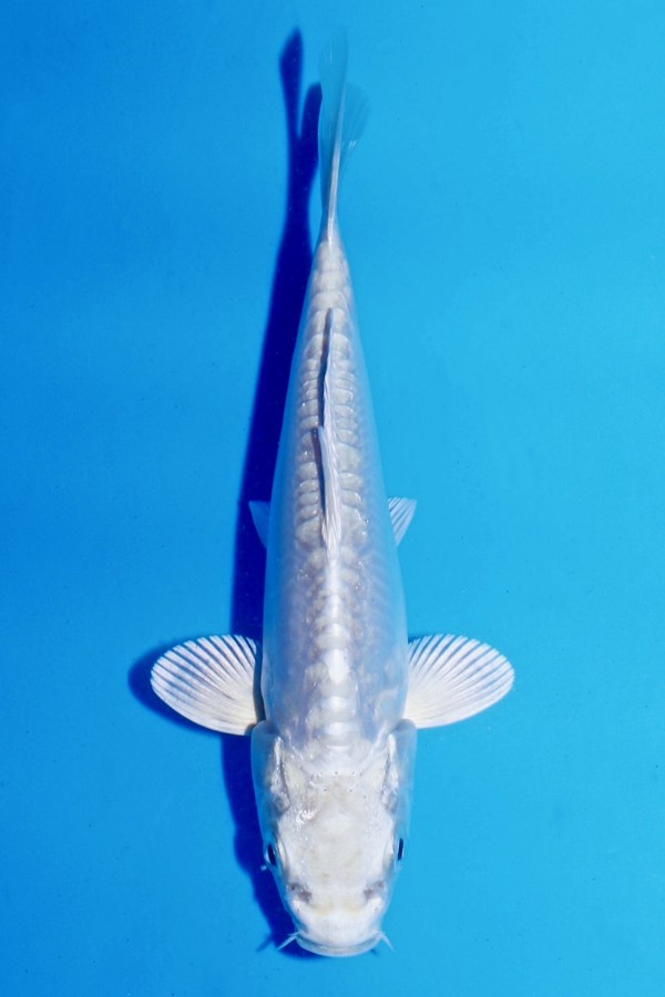 Koi-Auktion: Koi DOITSU PLATINUM