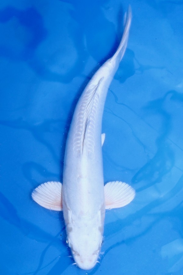 Koi-Auktion: Koi DOITSU PLATINUM