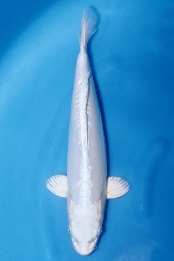 Koi-Auktion: Koi DOITSU PLATINUM