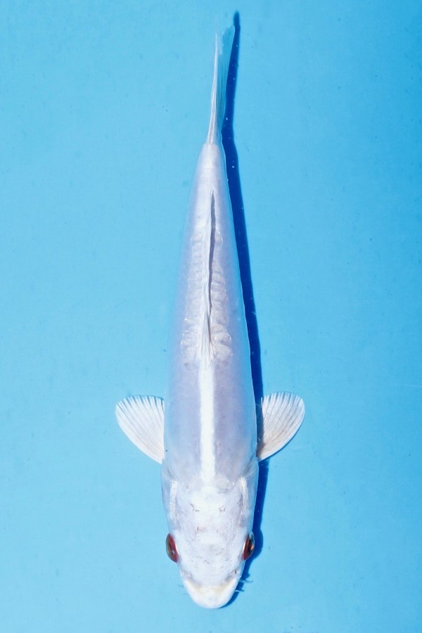 Koi-Auktion: Koi DOITSU PLATINUM