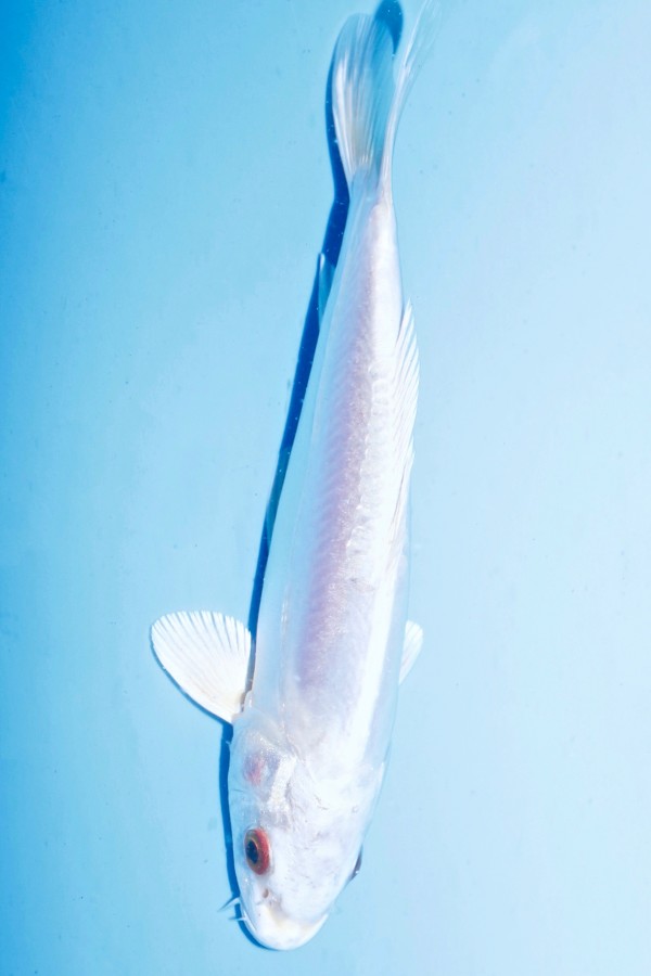 Koi-Auktion: Koi DOITSU PLATINUM