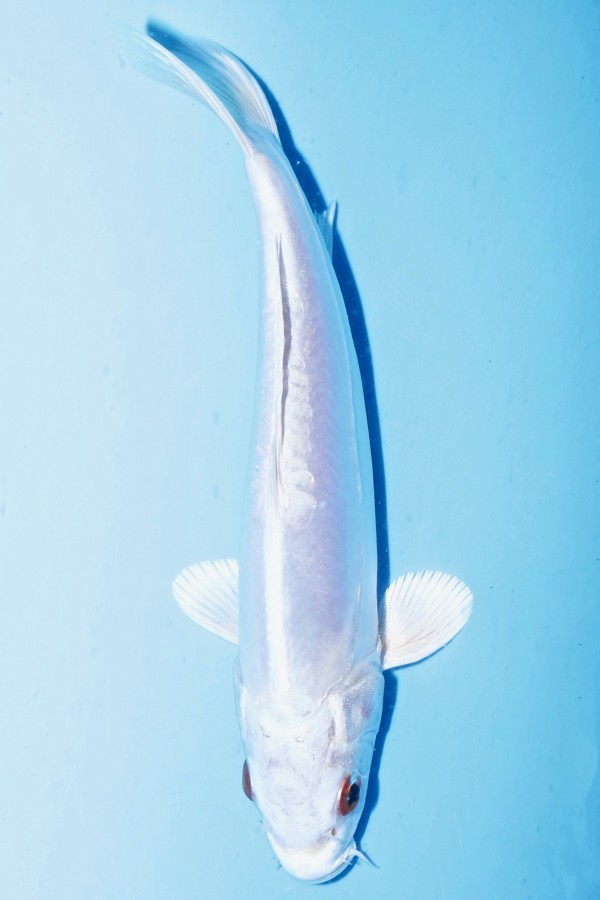 Koi-Auktion: Koi DOITSU PLATINUM