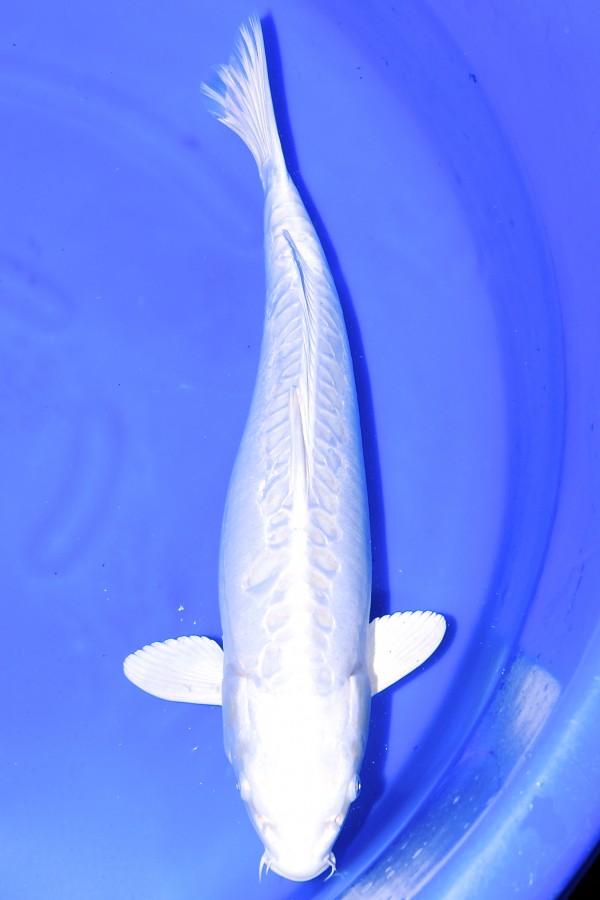 Koi Doitsu Platinum