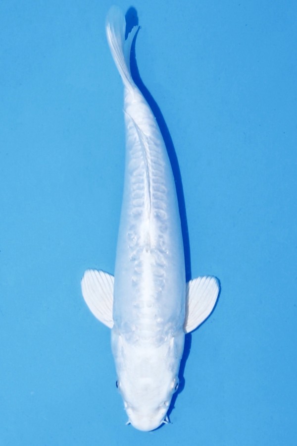 Koi-Auktion: Koi DOITSU PLATINUM