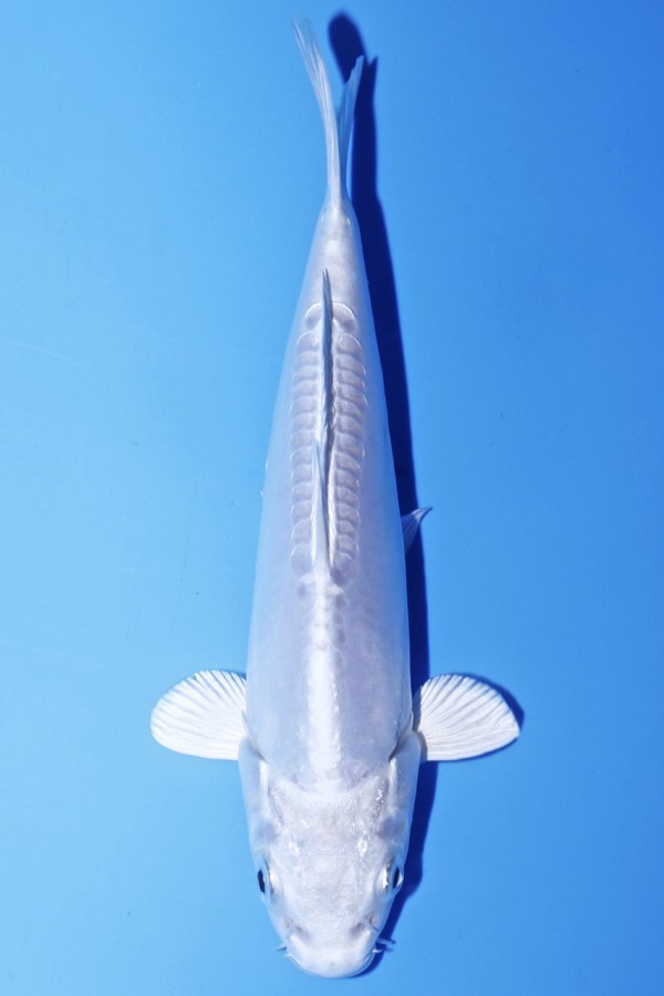 Koi-Auktion: Koi DOITSU PLATINUM JUMBO TOSAI