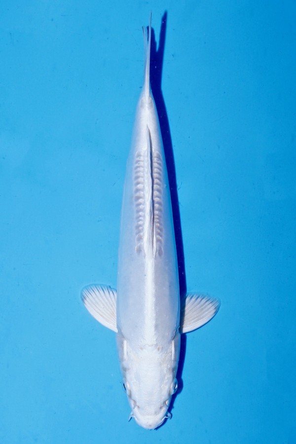 Koi-Auktion: Koi DOITSU PLATINUM JUMBO TOSAI