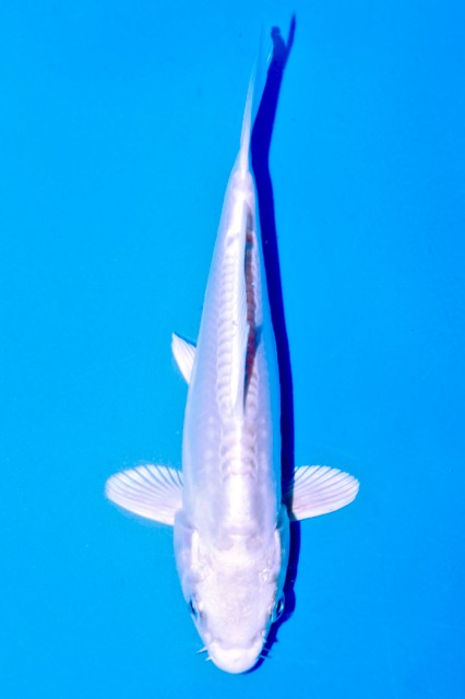 Koi-Auktion: Koi DOITSU PLATINUM TATEGOI