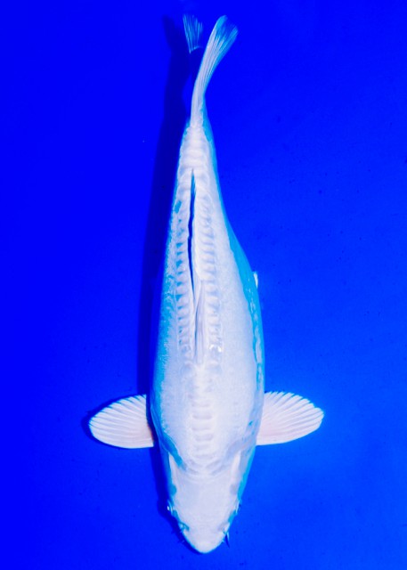 Koi-Auktion: Koi Doitsu Platinum TOP