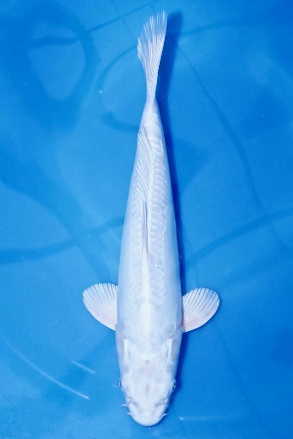 Koi-Auktion: Koi DOITSU PLATINUM TOP