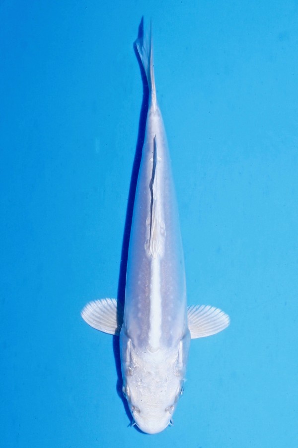 Koi-Auktion: Koi DOITSU PLATINUM TOSAI