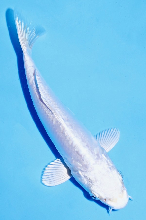 Koi-Auktion: Koi DOITSU PLATINUM TOSAI