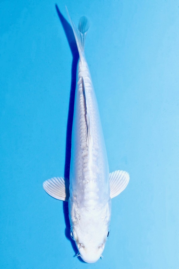 Koi-Auktion: Koi DOITSU PLATINUM TOSAI