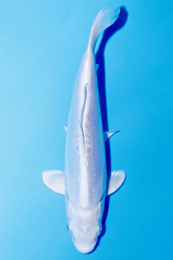 Koi-Auktion: Koi DOITSU PLATINUM TOSAI