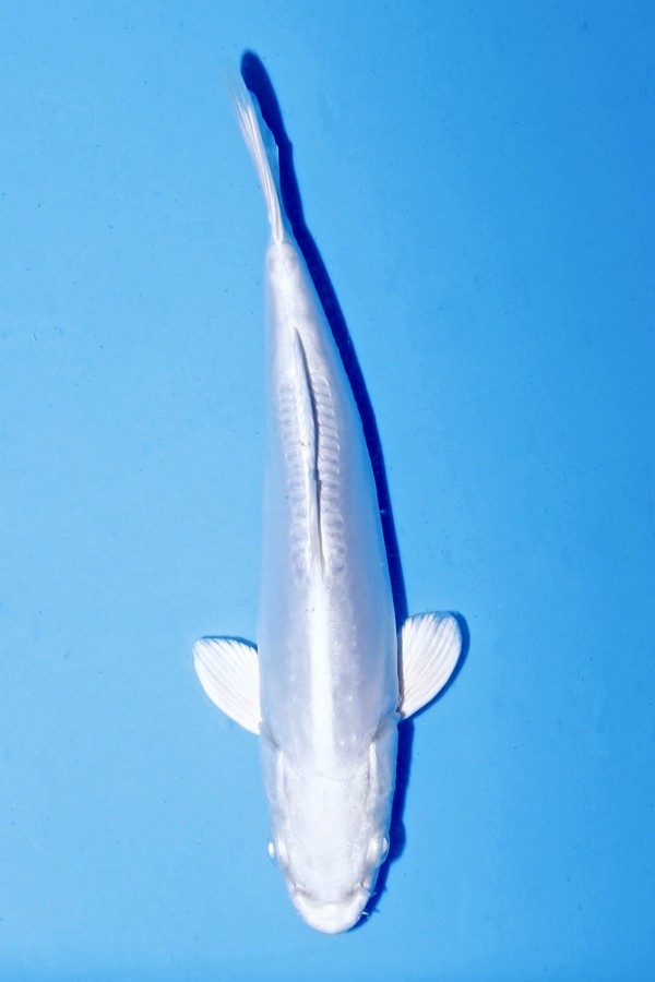 Koi-Auktion: Koi DOITSU PLATINUM TOSAI