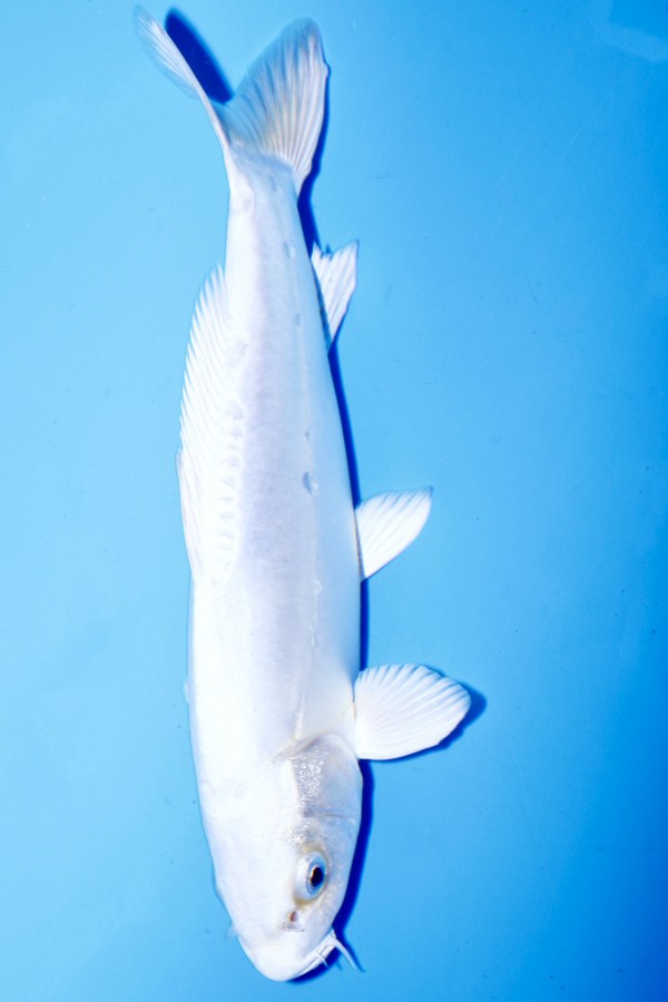 Koi-Auktion: Koi DOITSU PLATINUM TOSAI S.2021