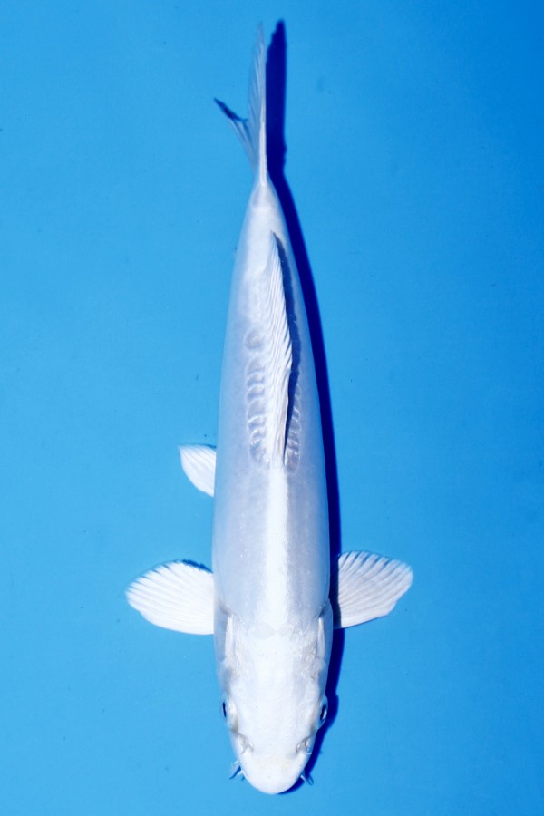 Koi-Auktion: Koi DOITSU PLATINUM TOSAI S.2021