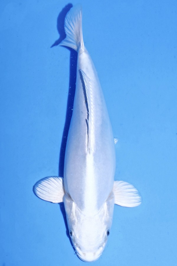 Koi-Auktion: Koi DOITSU PLATINUM WEIBLICH