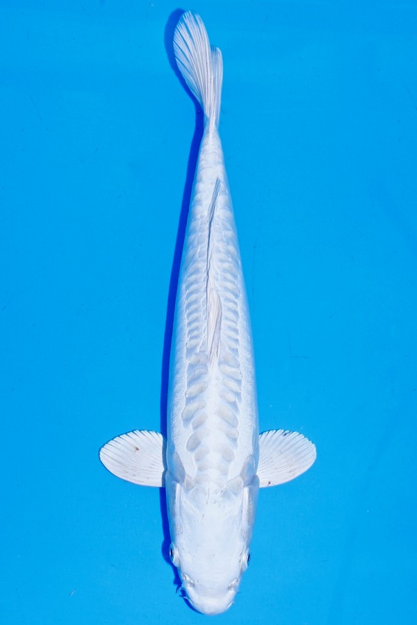 Koi-Auktion: Koi DOITSU PLATINUM WEIBLICH