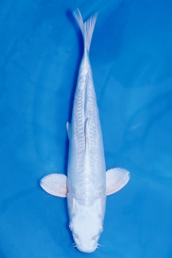 Koi-Auktion: Koi DOITSU PLATINUM WEIBLICH