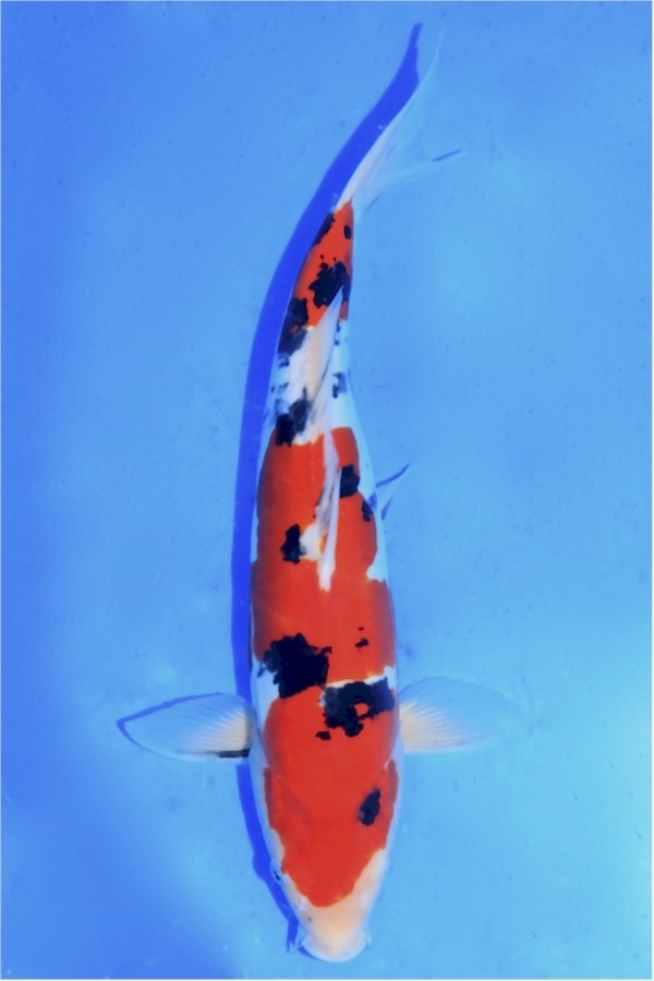 Koi Doitsu Sanke