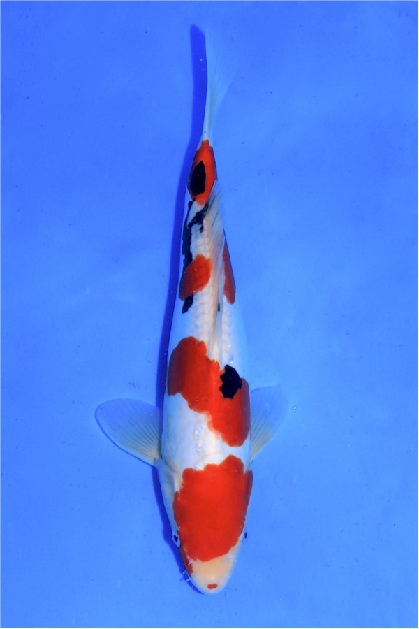 Koi Doitsu Sanke