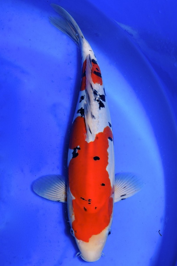 Koi Doitsu Sanke