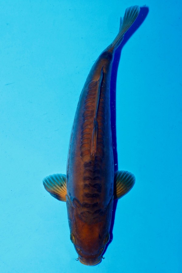 Koi-Auktion: Koi DOITSU SCHOKO CHAGOI +28CM