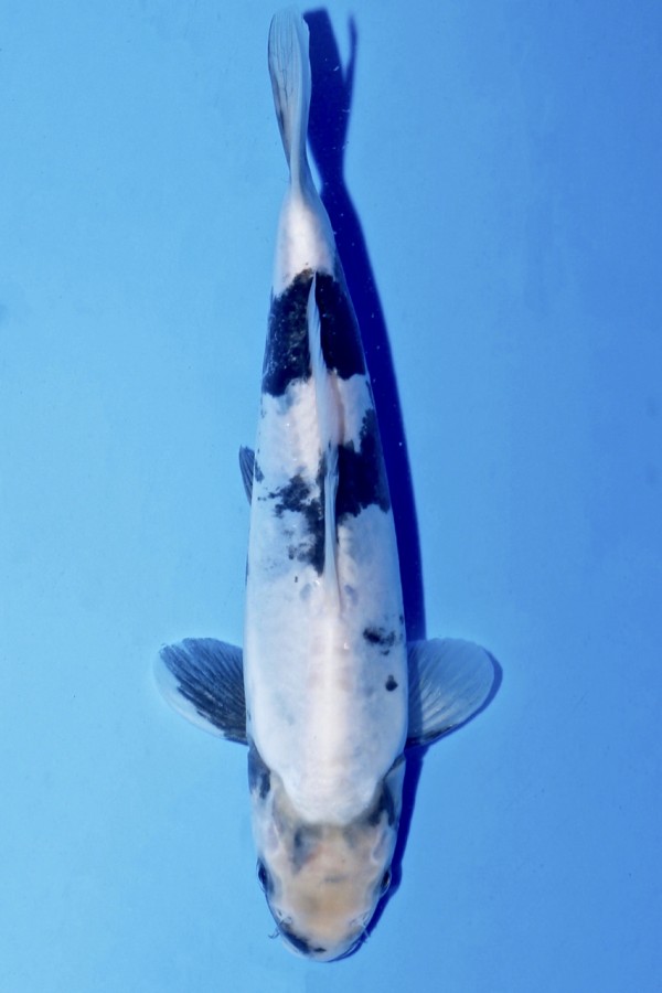 Koi-Auktion: Koi DOITSU SHIRO-UTSURI +23CMJUMBO TOSAI