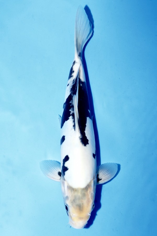 Koi-Auktion: Koi DOITSU SHIRO-UTSURI +33CM JUMBO TOSAI