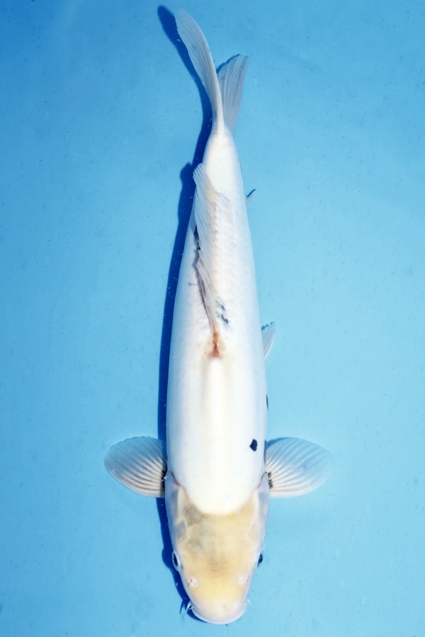 Koi-Auktion: Koi DOITSU SHIRO-UTSURI +44CM