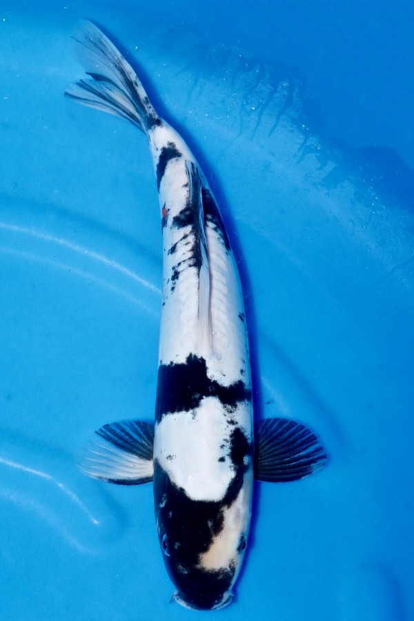 Koi-Auktion: Koi DOITSU SHIRO-UTSURI