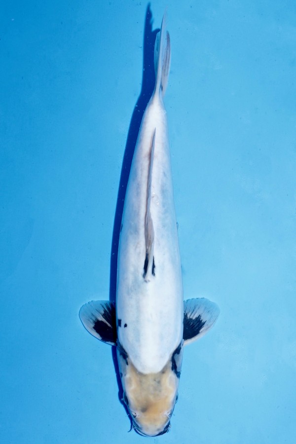 Koi-Auktion: Koi DOITSU SHIRO-UTSURI