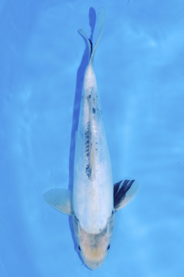 Koi-Auktion: Koi Doitsu Shiro-Utsuri