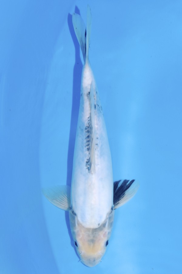Koi-Auktion: Koi Doitsu Shiro-Utsuri