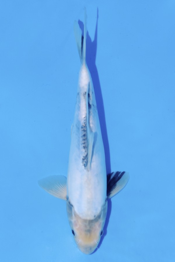 Koi-Auktion: Koi Doitsu Shiro-Utsuri