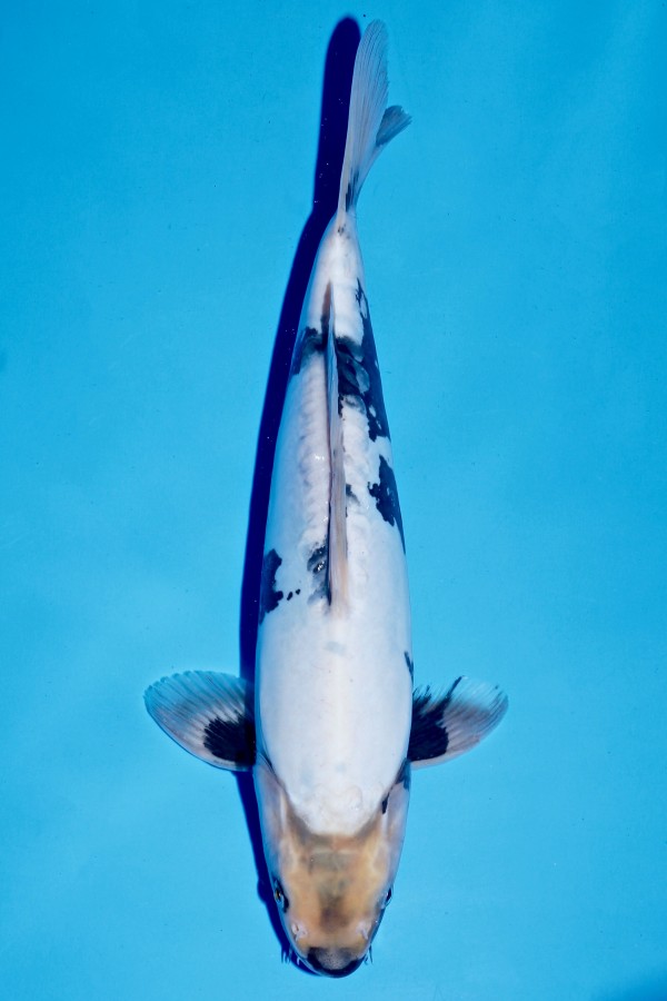 Koi-Auktion: Koi DOITSU SHIRO-UTSURI TOP