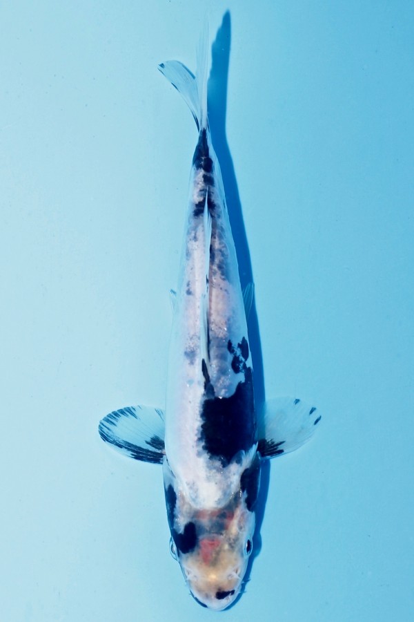 Koi-Auktion: Koi DOITSU SHIRO-UTSURI TOSAI